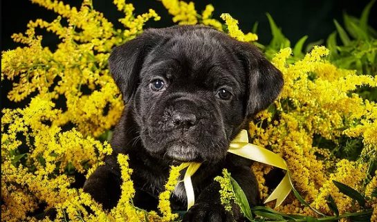 90+ Cute Little Girl Dog Names - The Dogman