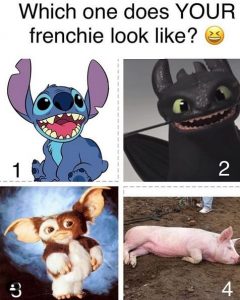 16 Funny French Bulldog Memes That Will Make You Smile - The Dogman