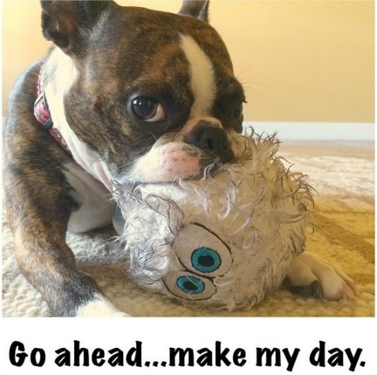 The 15 Funniest Boston Terrier Memes Ever! - The Dogman