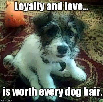 15 Funny Jack Russell Memes To Make Your Day! - Page 2 of 6 - The Dogman