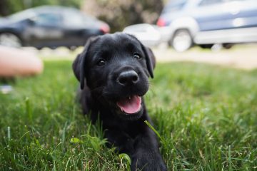 190+ Best Car Inspired Dog Names - The Dogman