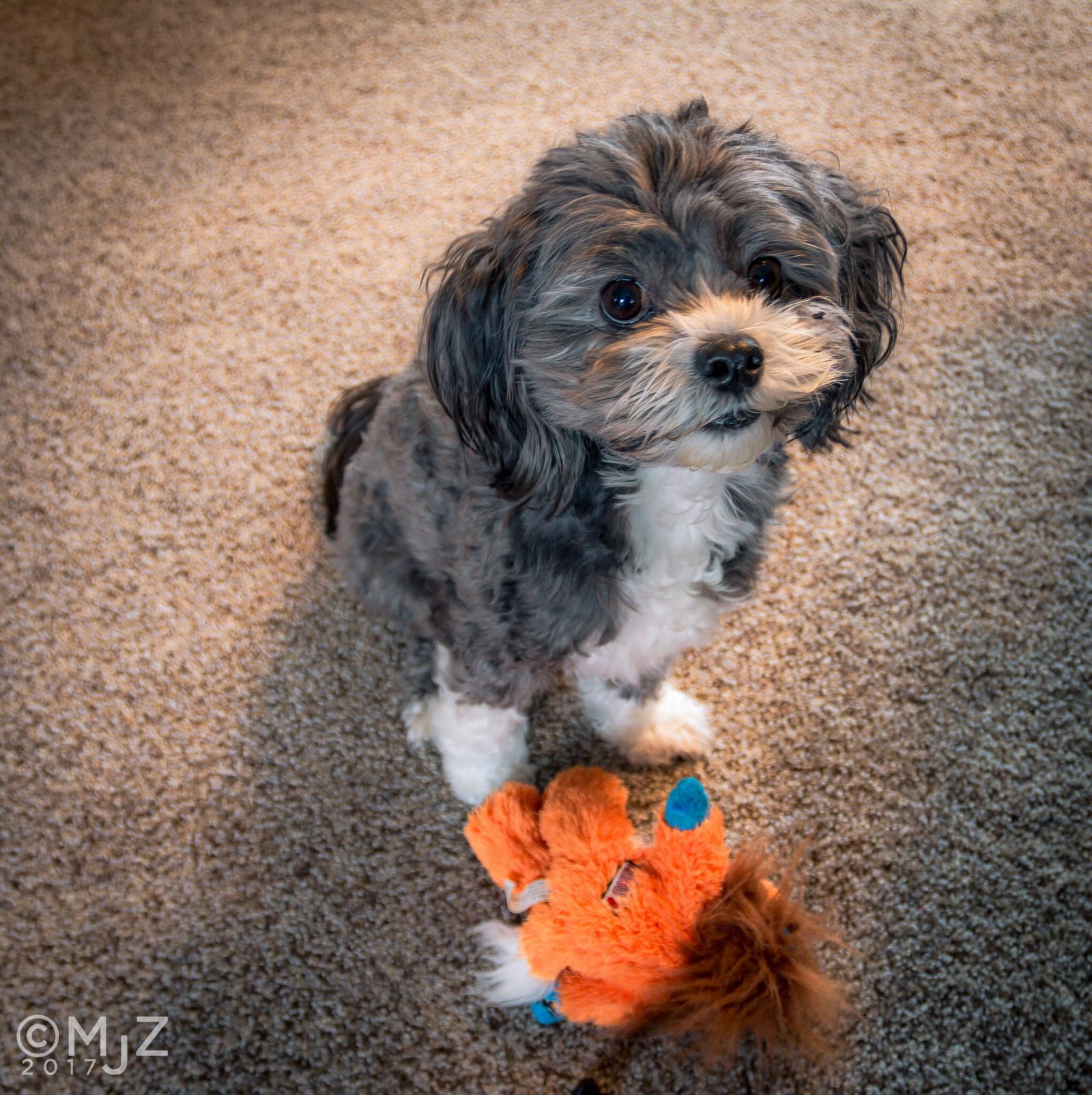 20 Most Popular Dog Breeds in Japan - The Dogman