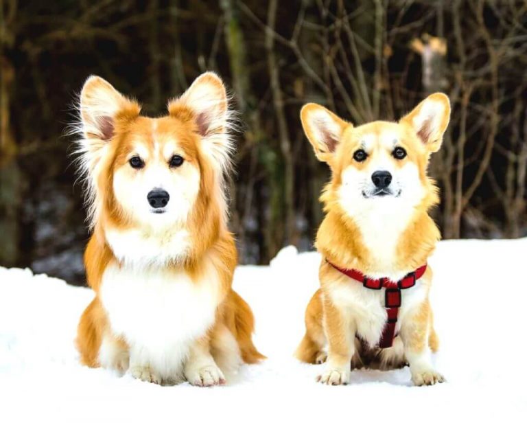 15 Interesting Facts About Corgis - The Dogman