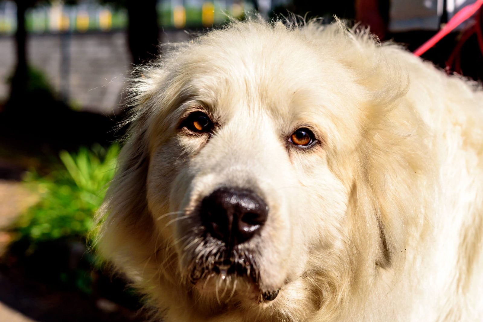 10 Most Popular Dog Breeds in Spain - The Dogman