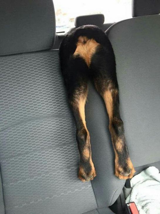 15 Funny Rottweiler Dog Memes That Will Make You Smile - The Dogman