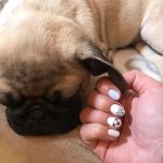 16 Amusing Nail Designs for Pug Owners - The Dogman