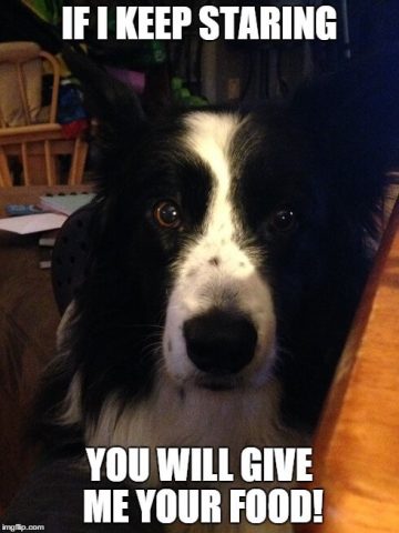 Top 14 Border Collie Memes To Make You Laugh! - The Dogman