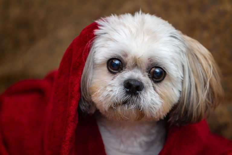 10 Most Popular Dog Breeds in Malaysia - The Dogman