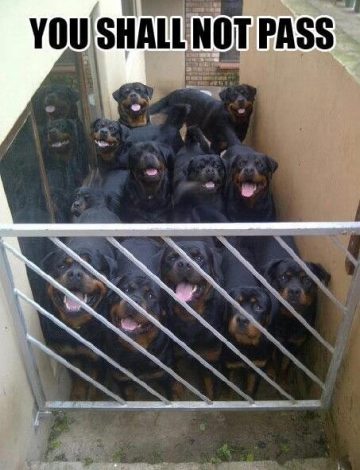 15 Funny Rottweiler Memes That Will Make You Happy! - The Dogman