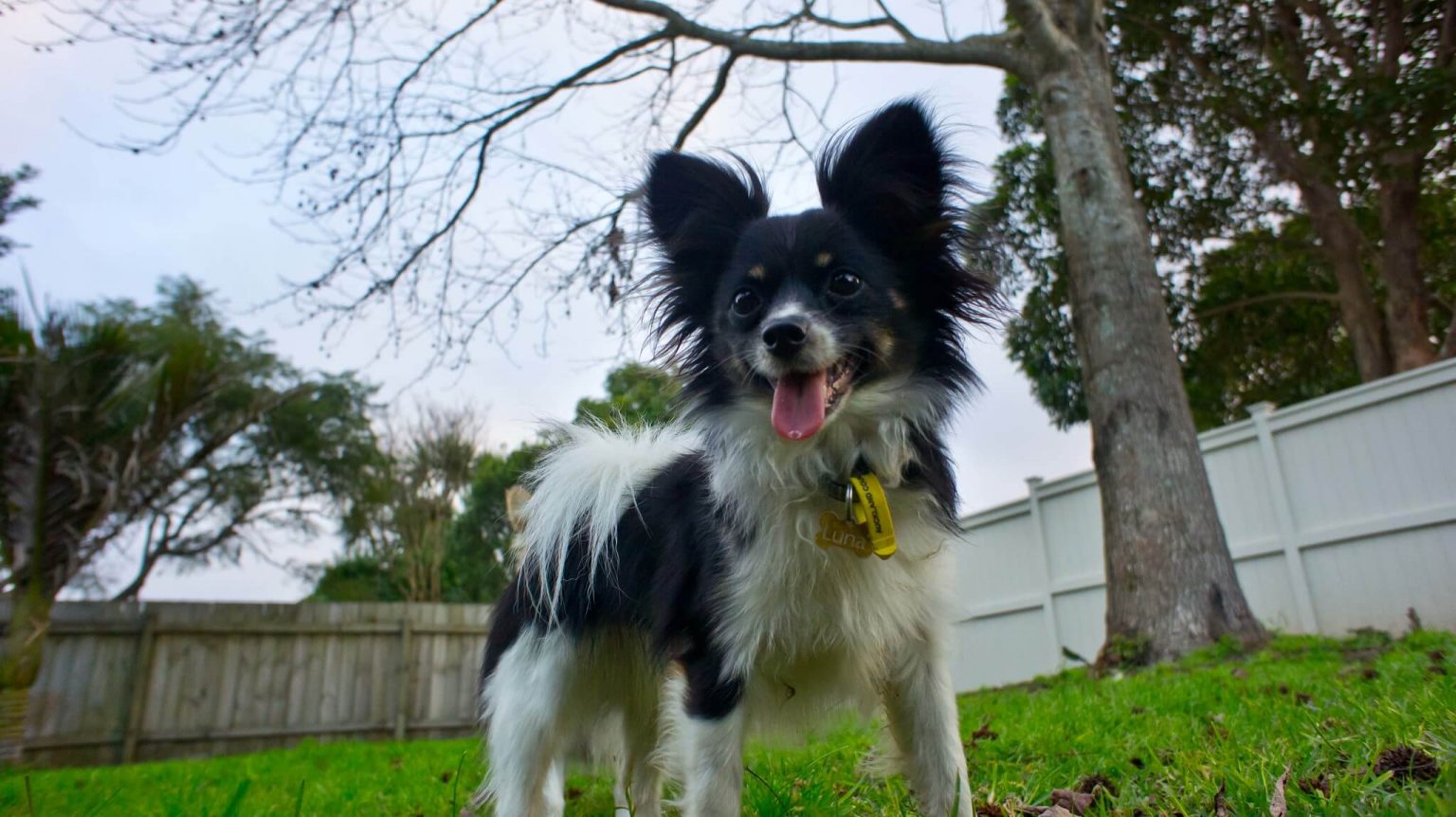 10 Most Popular Dog Breeds in Spain - The Dogman