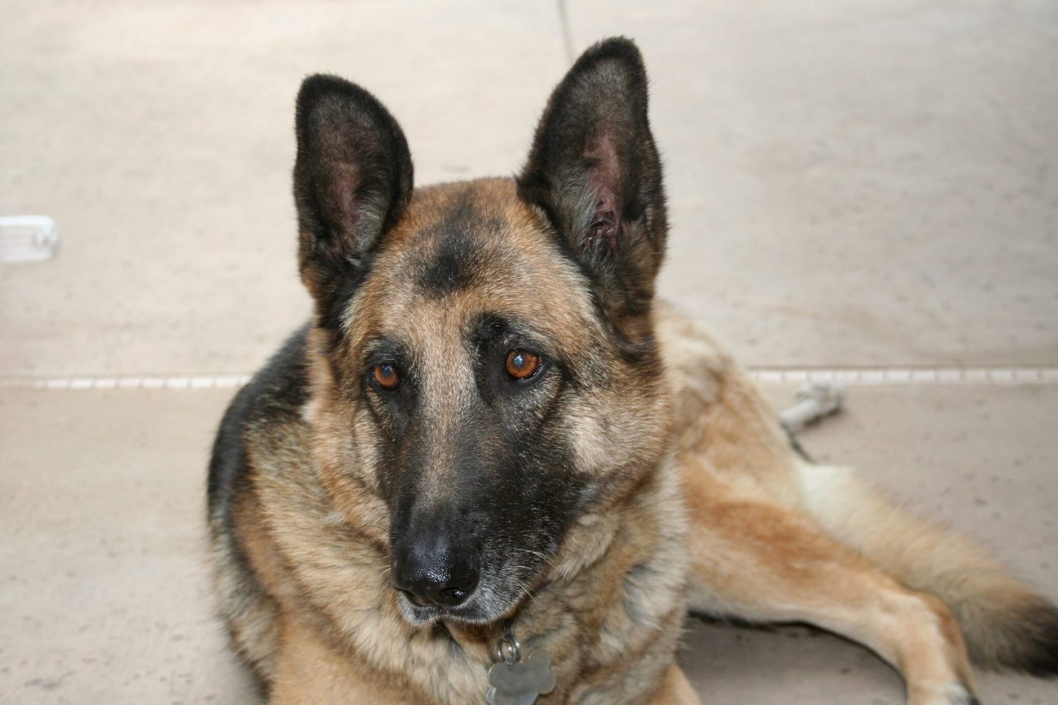 10 Most Popular Dog Breeds in Ukraine - The Dogman