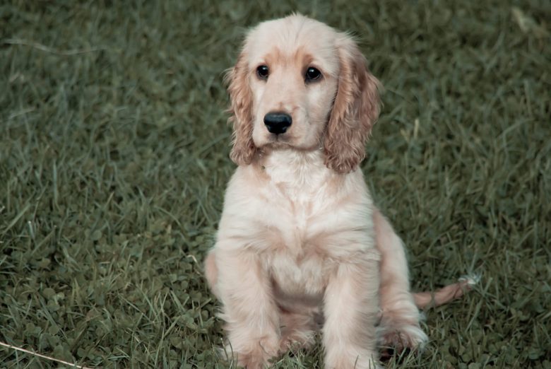10 Most Popular Dog Breeds in The UK - The Dogman