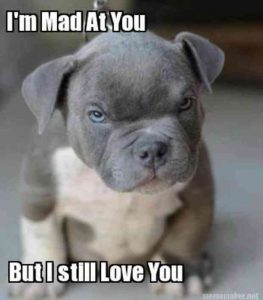 15 Funny Pit Bull Memes You Won't Get Bored With - Page 2 of 5 - The Dogman