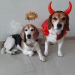 14 Amazing Halloween Costumes for Beagles 2020 - The Dogman
