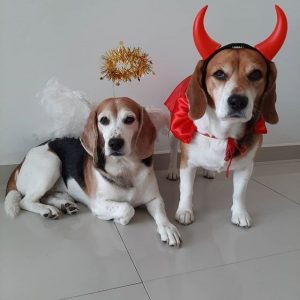 14 Amazing Halloween Costumes for Beagles 2020 - The Dogman