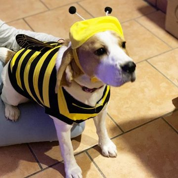 14 Amazing Halloween Costumes for Beagles 2020 - The Dogman
