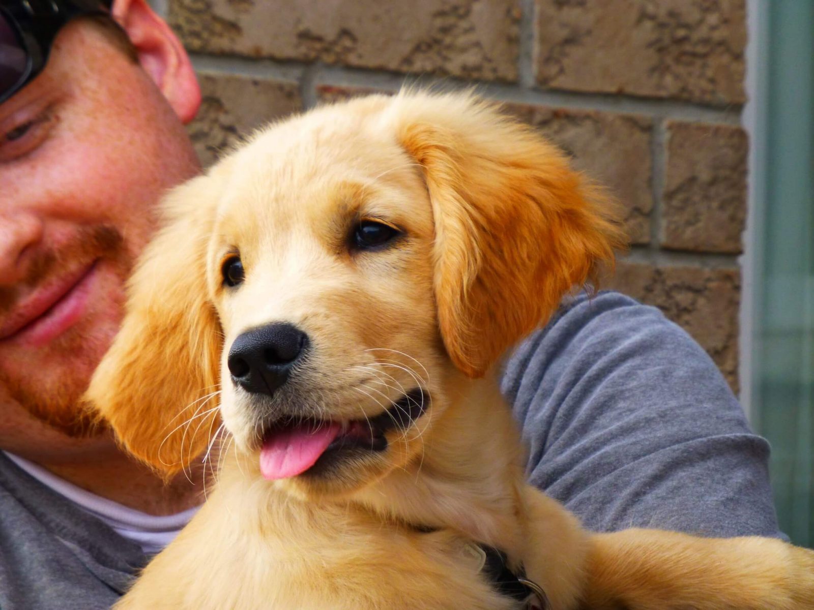 20 Most Popular Dog Breeds in Canada - The Dogman
