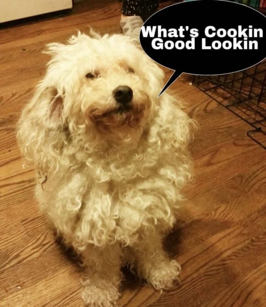 15 Poodle Pictures That Will Definitely Make You Laugh! - The Dogman