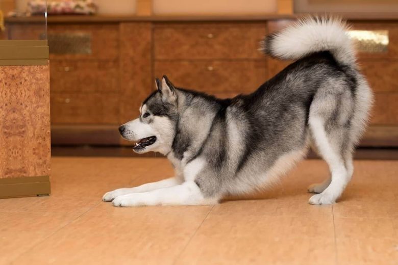 14 Amazing Facts About Alaskan Malamute Dogs You Probably Never Knew ...
