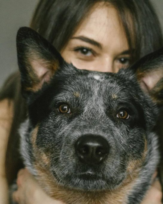 15 Pictures Only Australian Cattle Dog Owners Will Think Are Funny ...