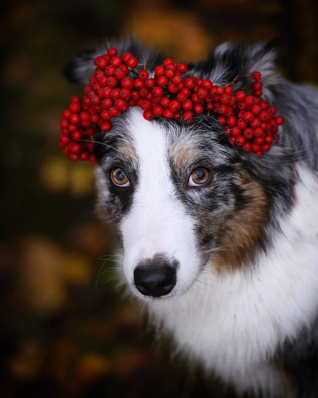 15 Adorable Pics Proving That Australian Shepherds Like Autumn - The Dogman