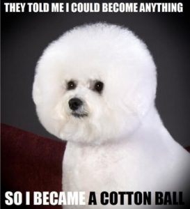 15 Goofy Bichon Frise Memes That Will Make You Laugh All Day - The Dogman