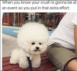 15 Goofy Bichon Frise Memes That Will Make You Laugh All Day - The Dogman