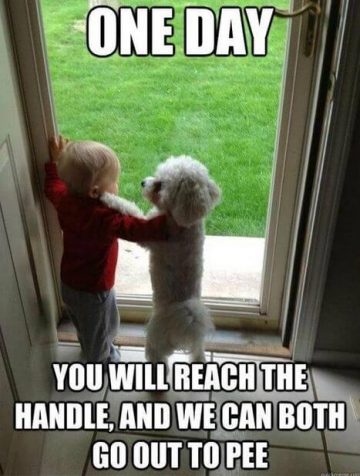 15 Totally Relatable Bichon Frise Memes - The Dogman