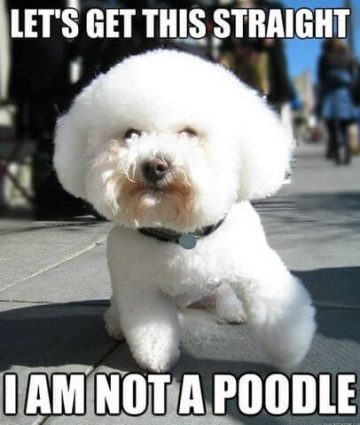 15 Totally Relatable Bichon Frise Memes - The Dogman