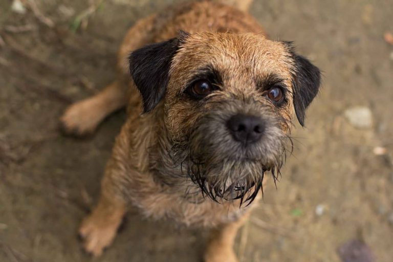 15 Amazing Facts About Border Terriers You Probably Never Knew - The Dogman