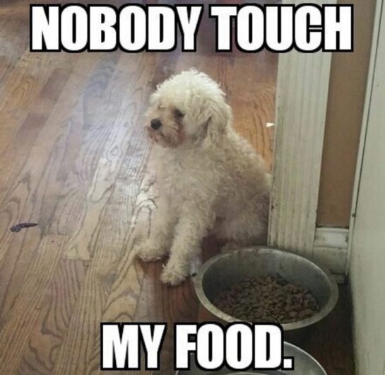 16 Funny Poodle Memes That Will Make Your Day Muсh Better! - The Dogman