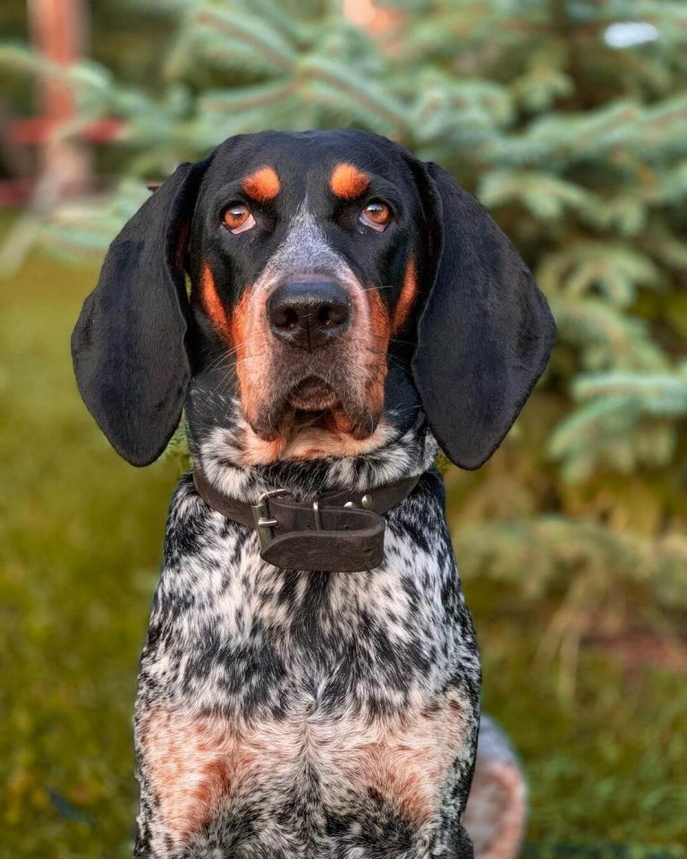 15 Interesting Facts About Coonhounds - The Dogman