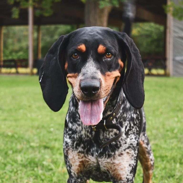 15 Amazing Facts About Coonhounds You Probably Never Knew - The Dogman