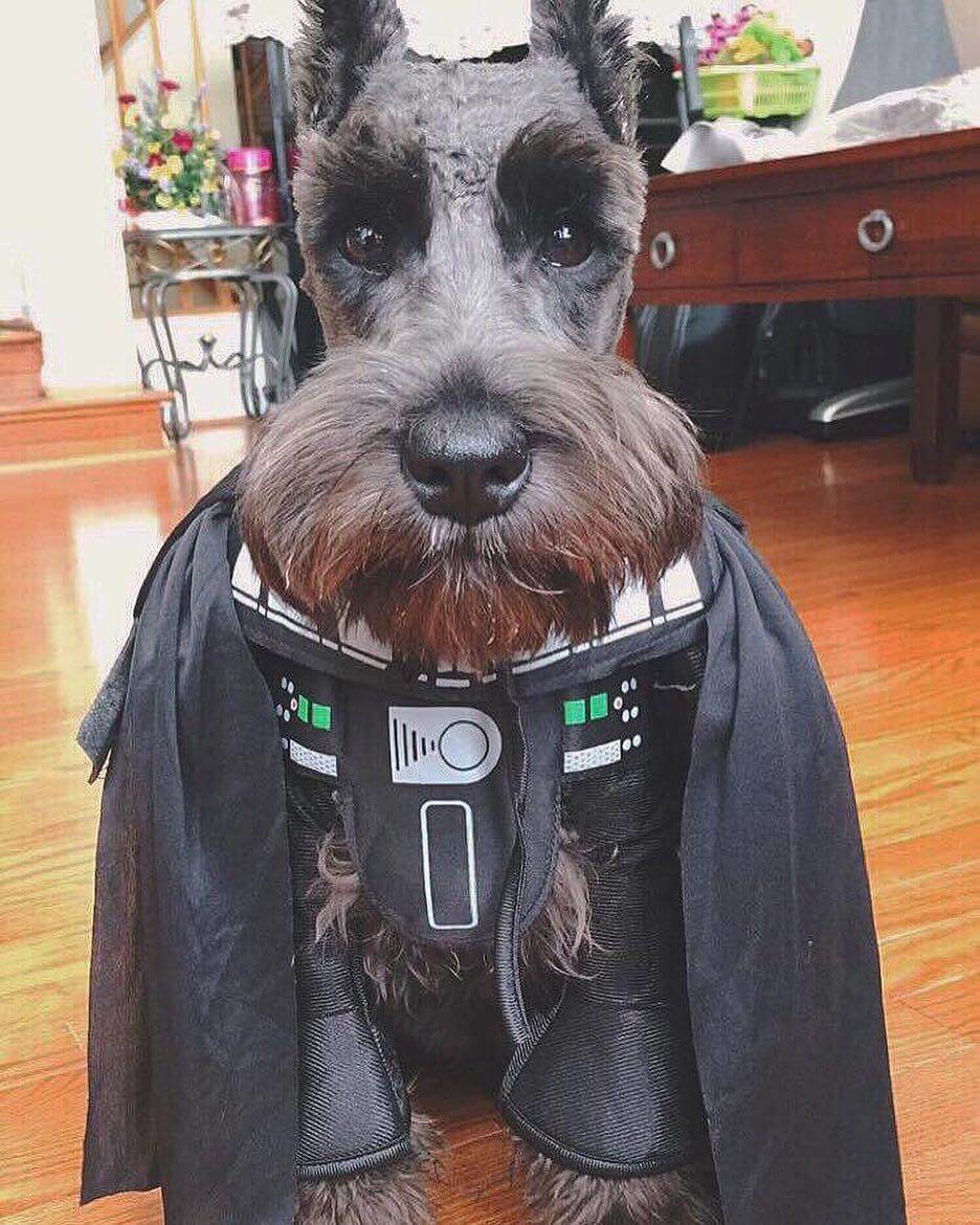 12 Pics That Prove Miniature Schnauzers Always Win At Halloween - Page ...