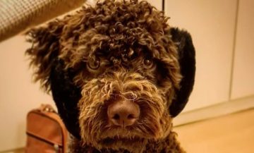 15 Amazing Facts About Lagotto Romagnolo You Probably Never Knew - The ...