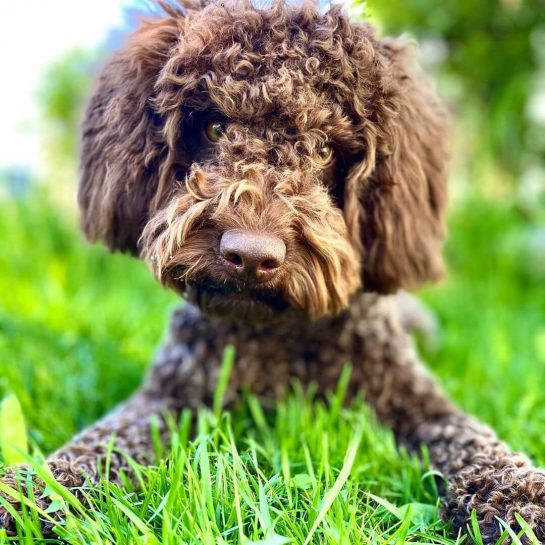 15 Cool Facts About Lagotto Romagnolo Dogs - The Dogman