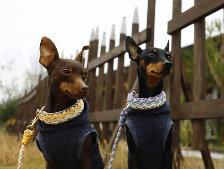 15 Cool Facts About Miniature Pinschers - The Dogman