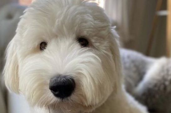 The Dogman: The Place for Dog Owners and Lovers