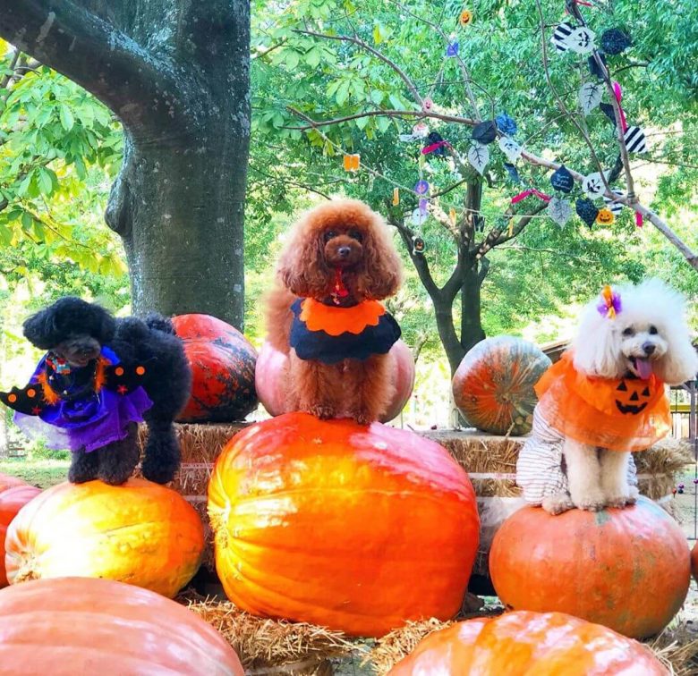 15 Funny Pictures Proving That Poodles are Always Ready for Halloween ...
