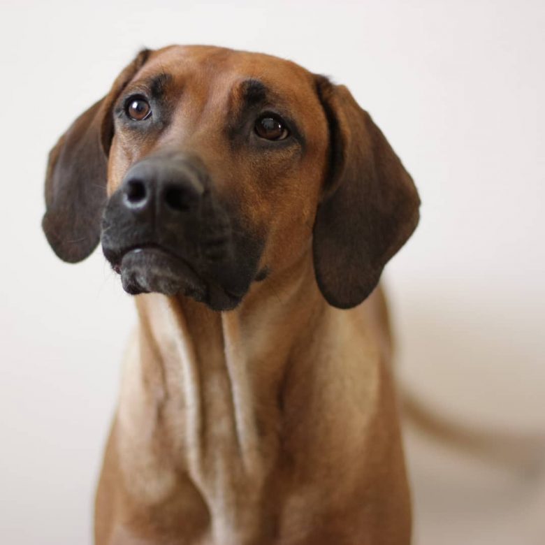 15 Interesting Facts About Rhodesian Ridgebacks - The Dogman