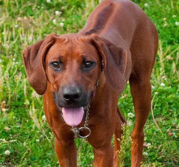 15 Amazing Facts About Rhodesian Ridgebacks You Probably Never Knew ...