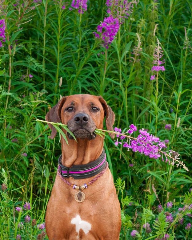 15 Amazing Facts About Rhodesian Ridgebacks You Probably Never Knew ...
