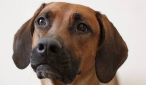 15 Cool Facts About Rhodesian Ridgebacks - The Dogman