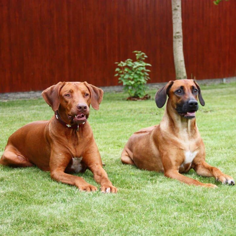 15 Interesting Facts About Rhodesian Ridgebacks - The Dogman