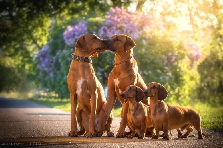 14 Pictures Only Rhodesian Ridgeback Dog Owners Will Think Are Funny ...
