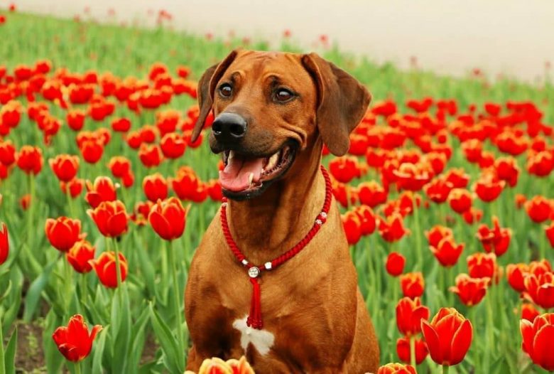 15 Amazing Facts About Rhodesian Ridgebacks You Probably Never Knew ...