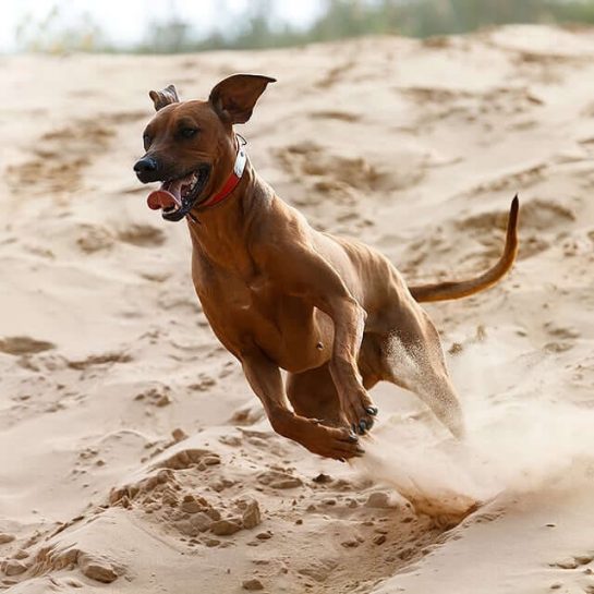 14 Pictures Only Rhodesian Ridgeback Dog Owners Will Think Are Funny ...