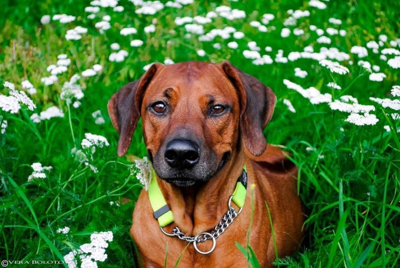 15 Amazing Facts About Rhodesian Ridgebacks You Probably Never Knew ...