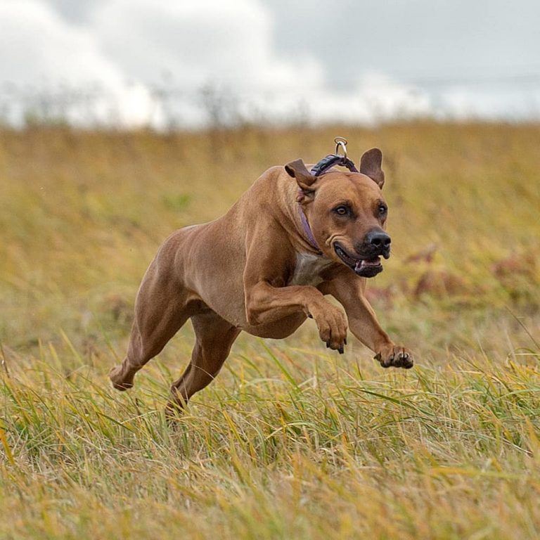 15 Interesting Facts About Rhodesian Ridgebacks - The Dogman