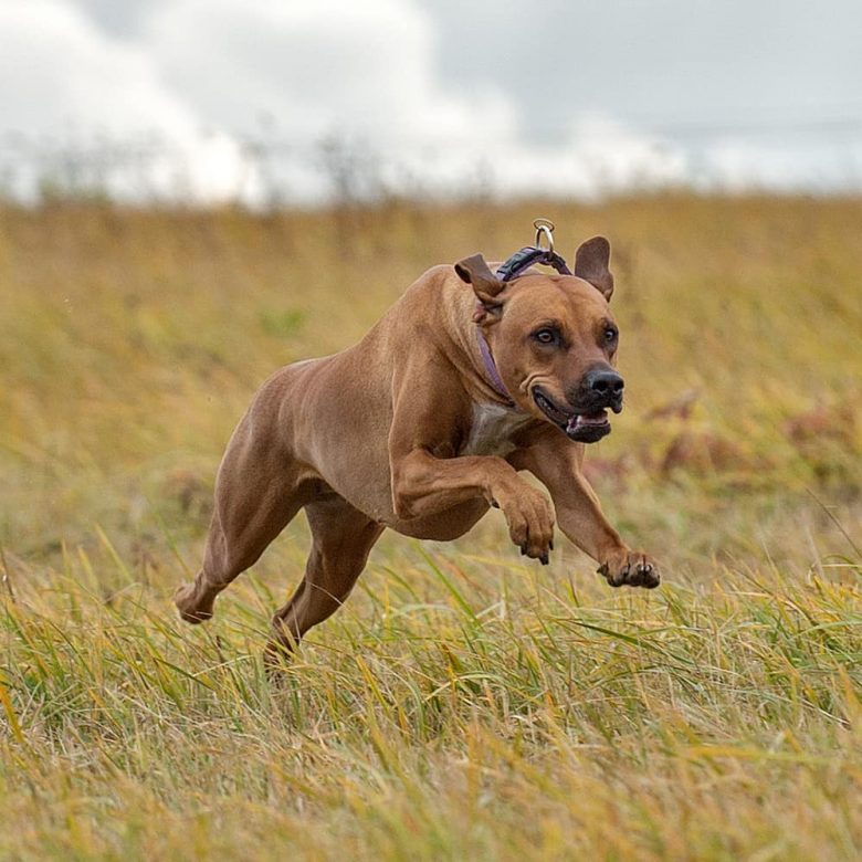15 Interesting Facts About Rhodesian Ridgebacks - The Dogman